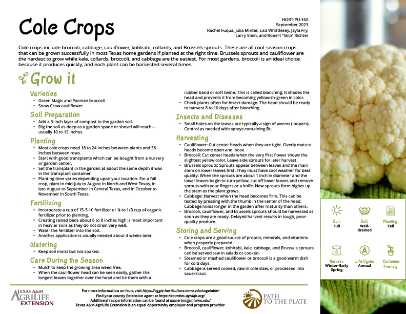 Path to the Plate: Cole Crops | Publications | AgriLife Learn