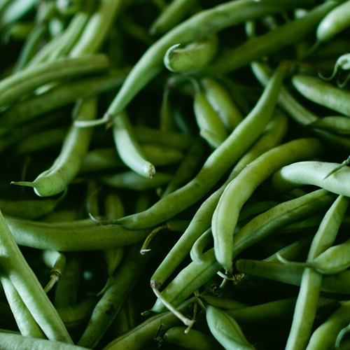 Path to the Plate: Green Beans | Publications | AgriLife Learn