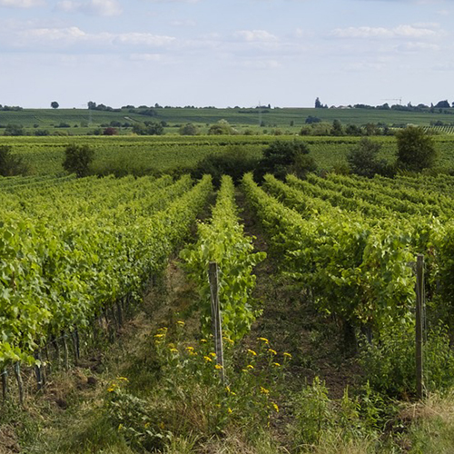 Four Essential Tests for a New Vineyard Site | Publications | AgriLife ...