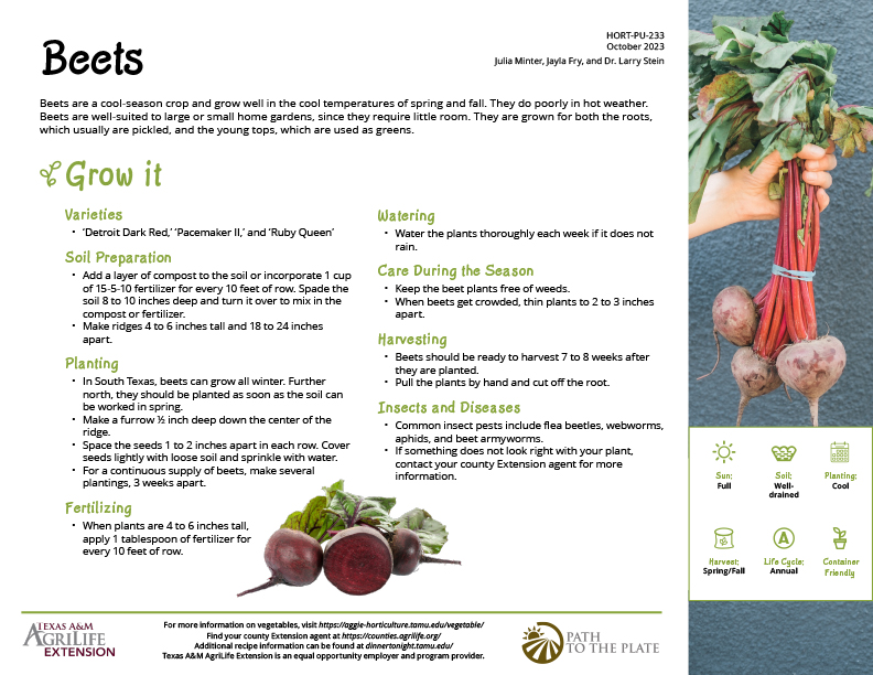 Path to the Plate: Beets | Publications | AgriLife Learn