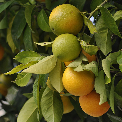 Path to the Plate: Container-Grown Citrus | Publications | AgriLife Learn