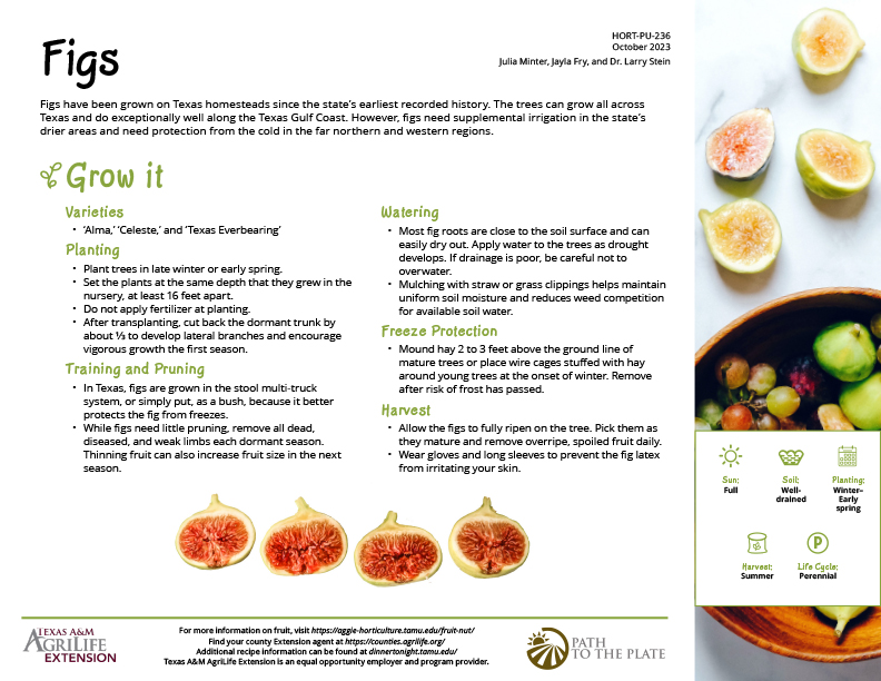 Path to the Plate: Figs | Publications | AgriLife Learn