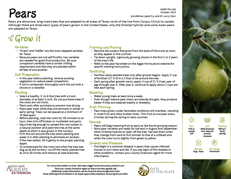 Path to the Plate: Pears | Publications | AgriLife Learn