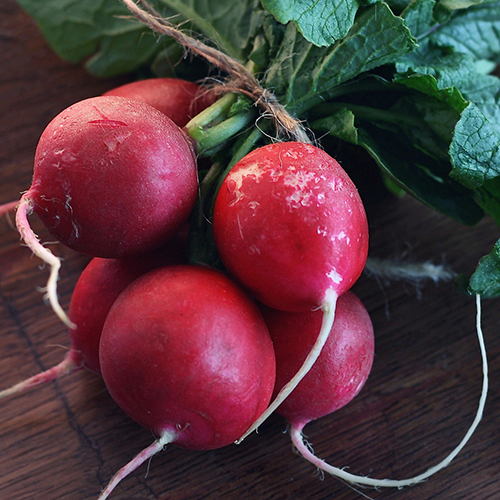 Path to the Plate: Radishes | Publications | AgriLife Learn