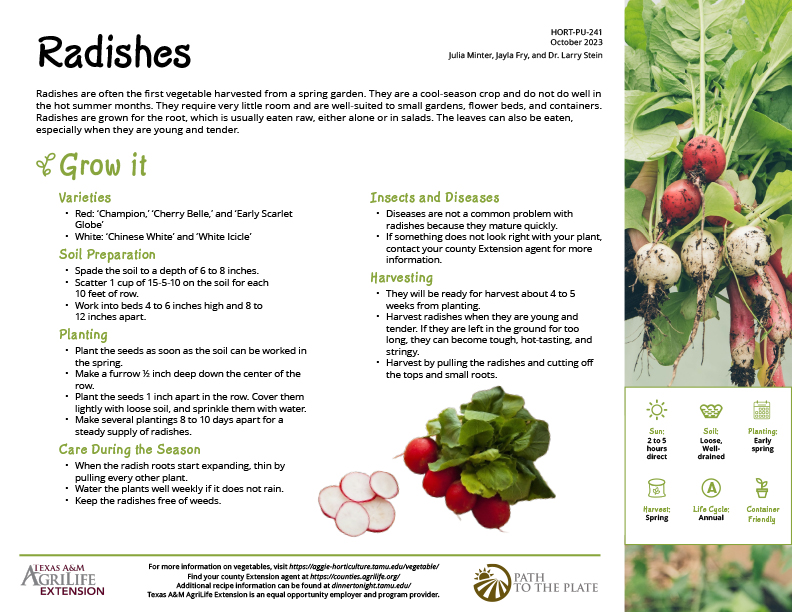 Path to the Plate: Radishes | Publications | AgriLife Learn