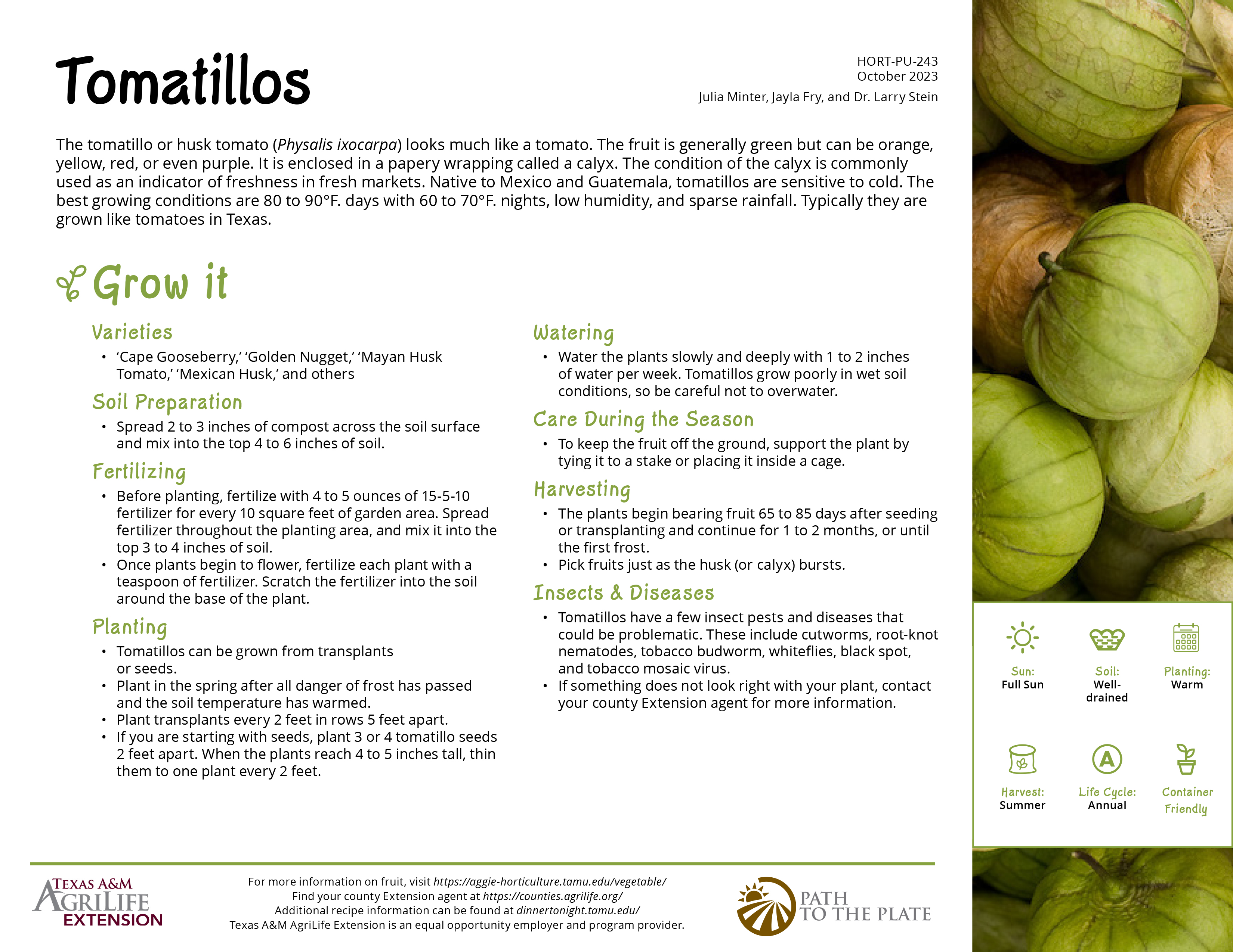 Path to the Plate: Tomatillos | Publications | AgriLife Learn