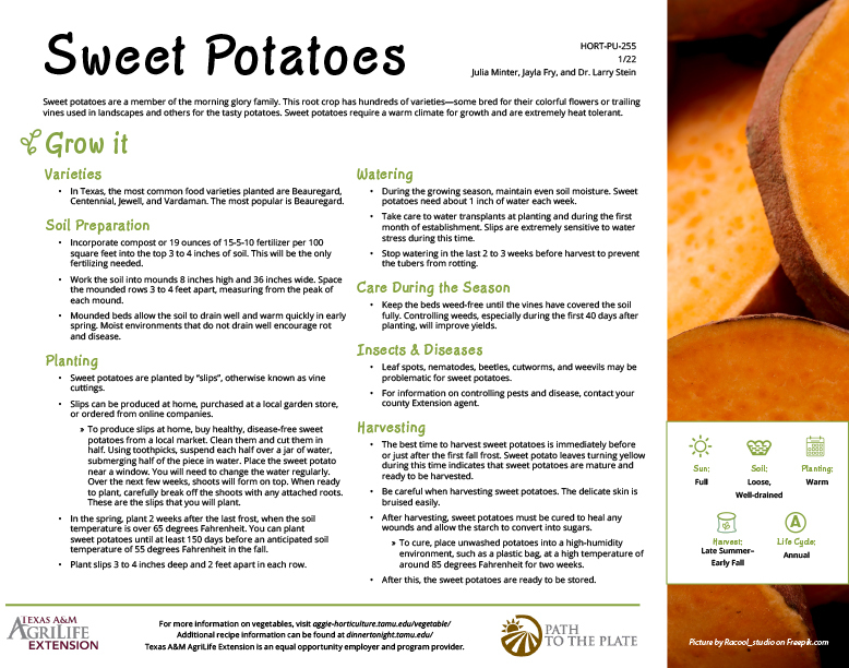 Path to the Plate: Sweet Potatoes | Publications | AgriLife Learn