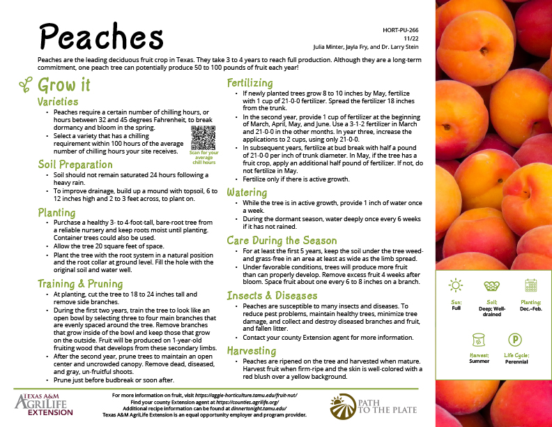 Path to the Plate: Peaches | Publications | AgriLife Learn