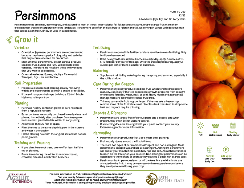 Path to the Plate: Persimmons | Publications | AgriLife Learn