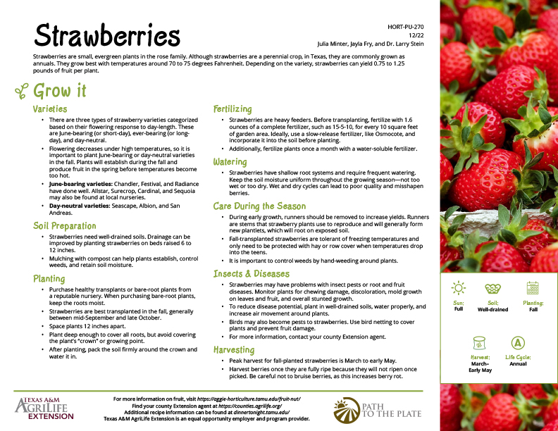 Path to the Plate: Strawberries | Publications | AgriLife Learn
