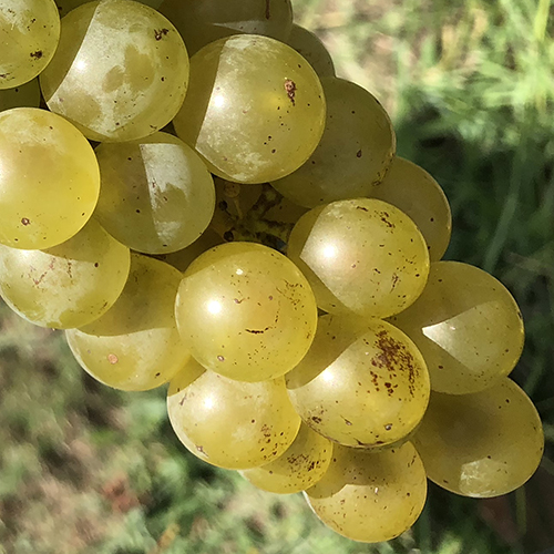 Grape Variety Profile: Blanc Du Soleil | Publications | AgriLife Learn