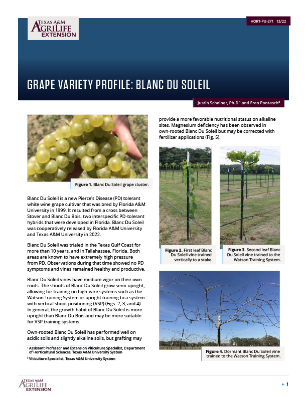 Grape Variety Profile: Blanc Du Soleil | Publications | AgriLife Learn