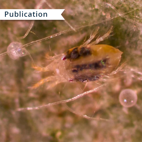 Insects, Pests, and Diseases | Texas A&M AgriLife Learn