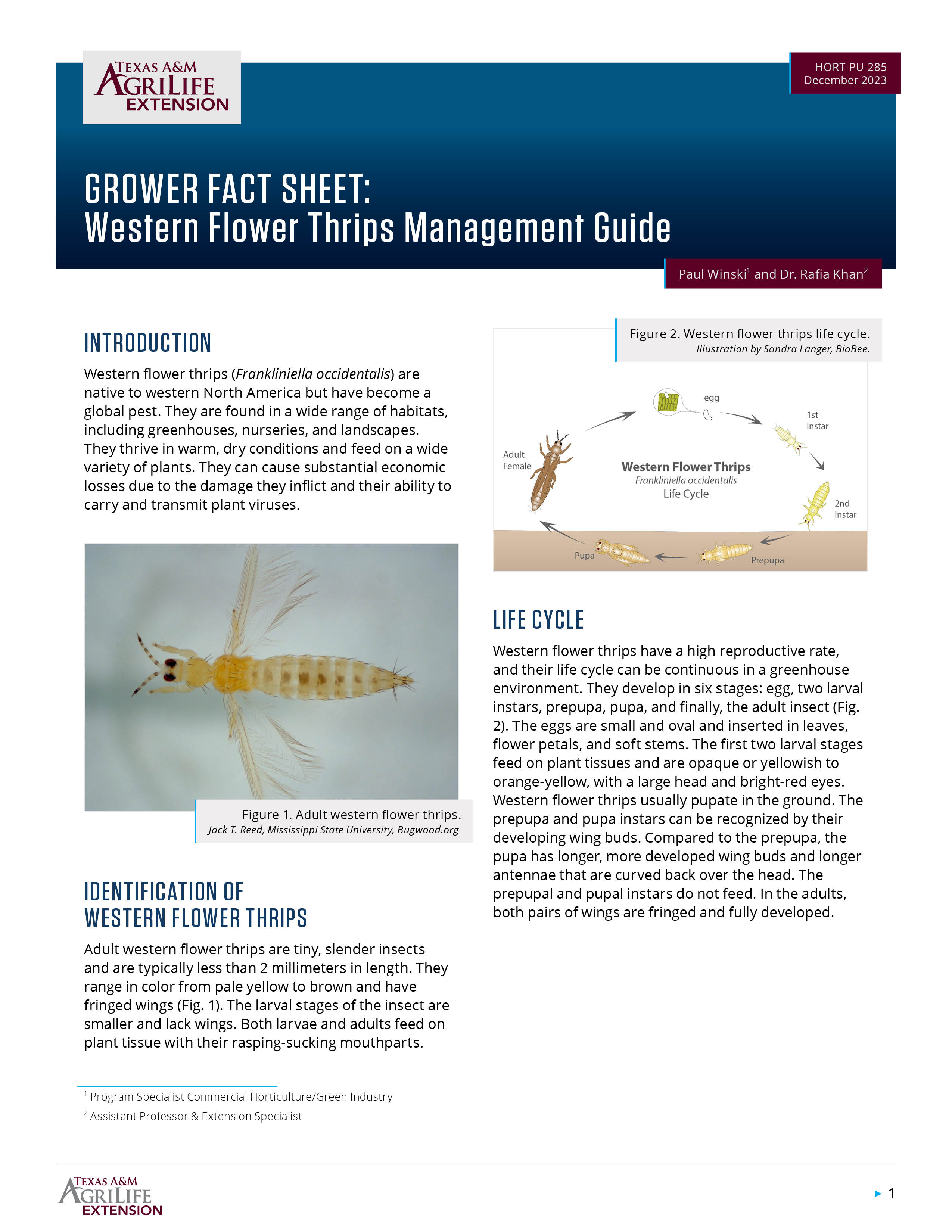 Grower Fact Sheet: Western Thrips | Publications | AgriLife Learn