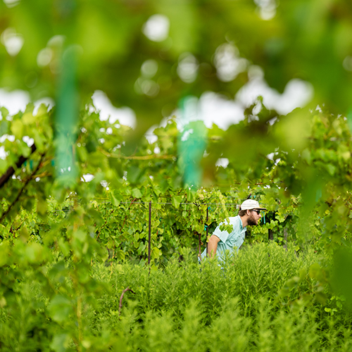 Grapevine Tissue Sampling for Nutrient Analysis | Publications | AgriLife Learn