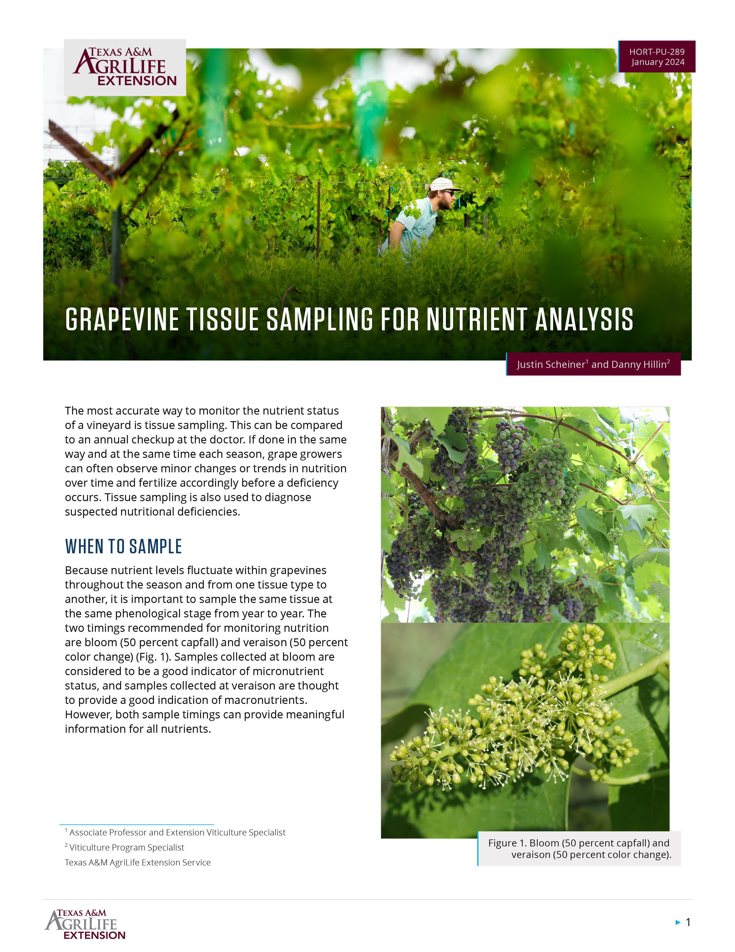 Grapevine Tissue Sampling for Nutrient Analysis | Publications | AgriLife Learn