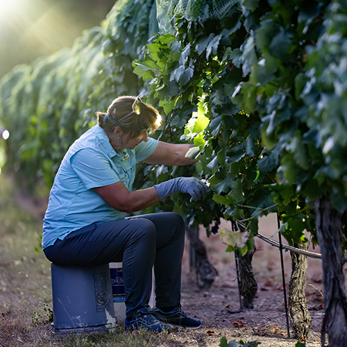 Grapevine Tissue Sample Preparation | Publications | AgriLife Learn