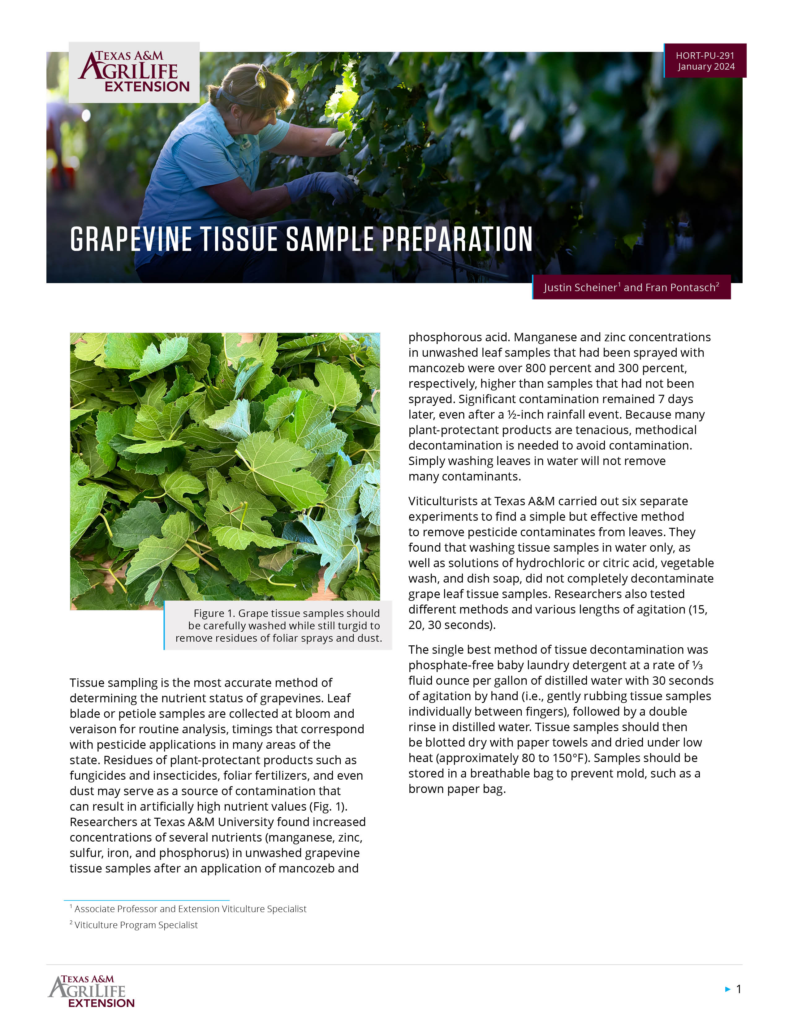 Grapevine Tissue Sample Preparation | Publications | AgriLife Learn