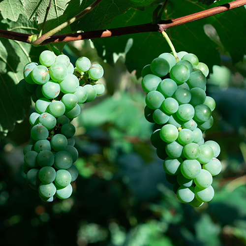 Unveiling the Versatility of Verjus: More Than Just Unripe Grapes ...