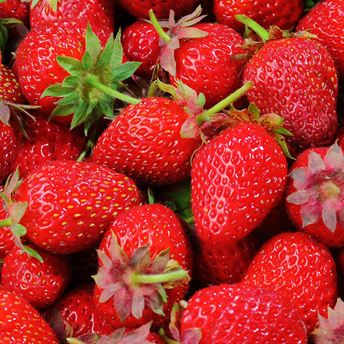 El Camino al Plato: Fresas | Publications | AgriLife Learn