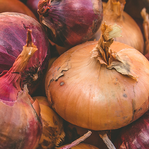 El Camino al Plato: cebollas | Publications | AgriLife Learn