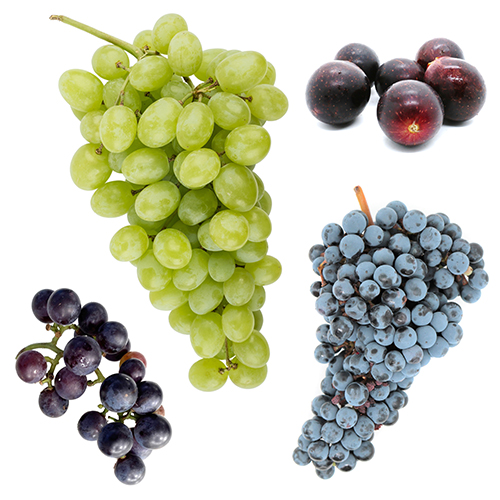 Criteria for Selecting Grape Varieties | Publications | AgriLife Learn
