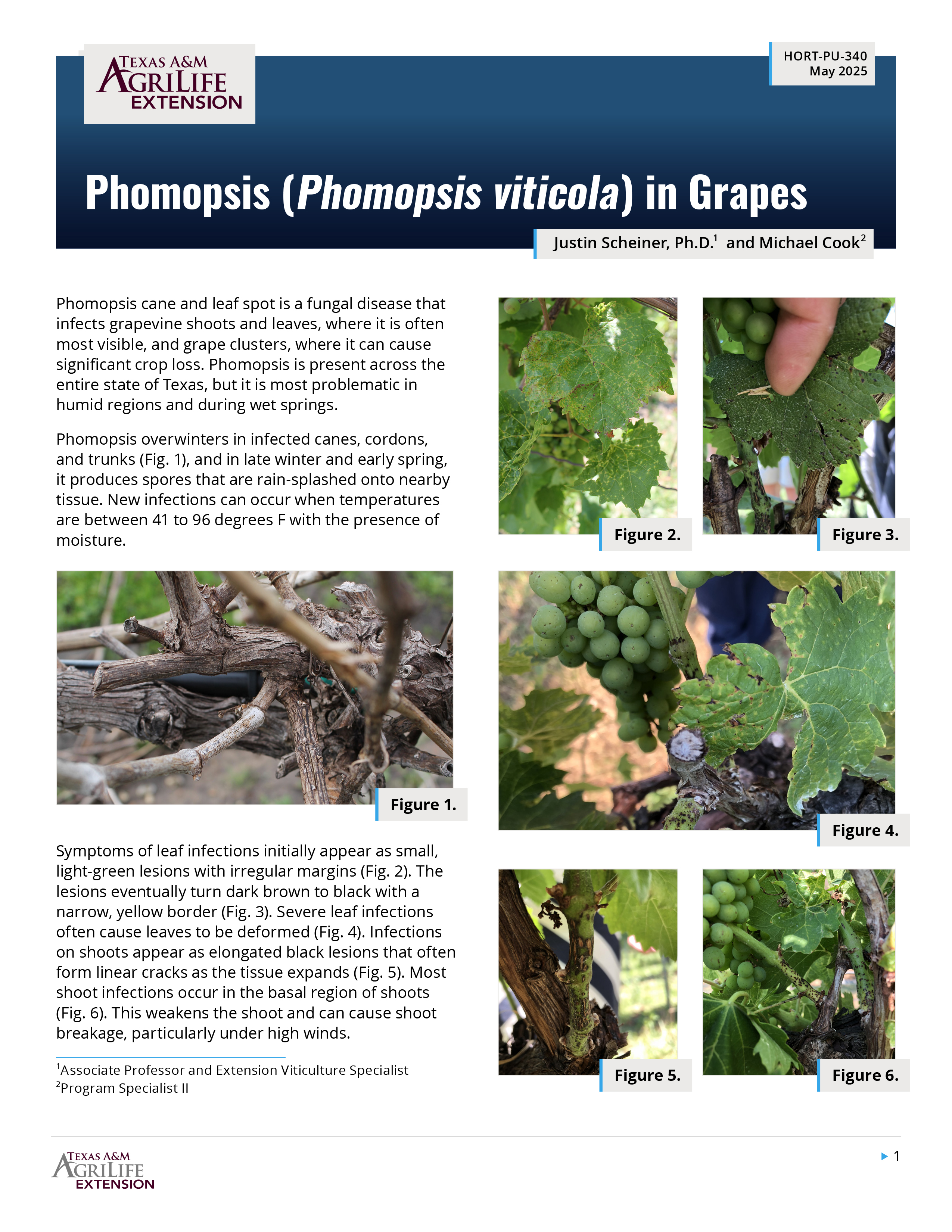 Phomopsis (Phomopsis viticola) of Grapes | Publications | AgriLife Learn