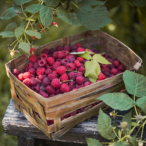 Raspberry Production for Texas and Southern Climates | Publications ...