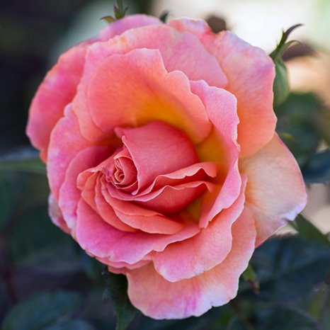 2026 Earth-Kind Rose Bench Cards and Poster | Publications | AgriLife Learn