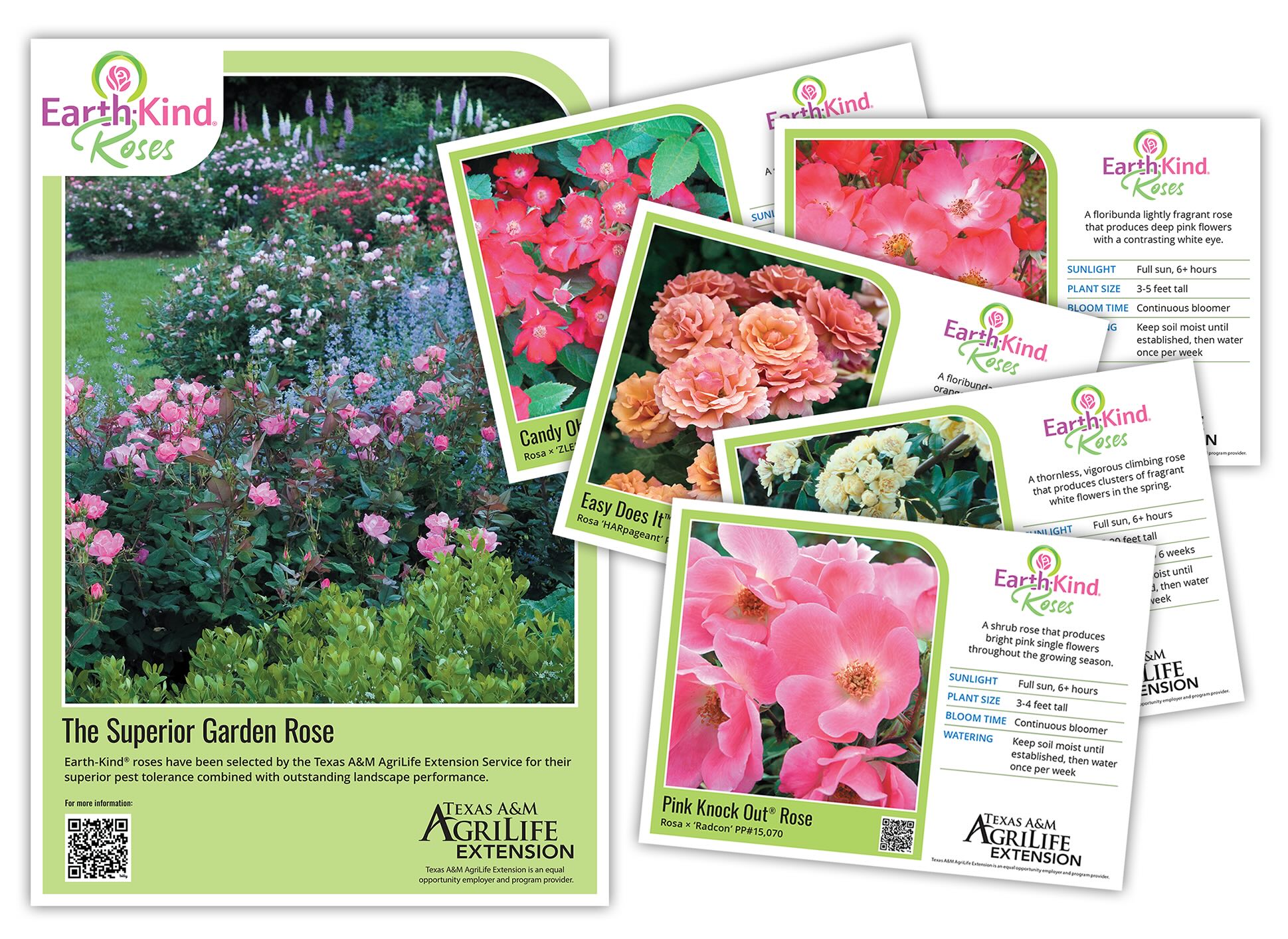 2026 Earth-Kind Rose Bench Cards and Poster | Publications | AgriLife Learn