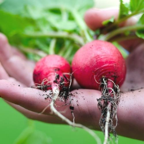 JMG Learn, Grow, Eat & Go | Courses | AgriLife Learn