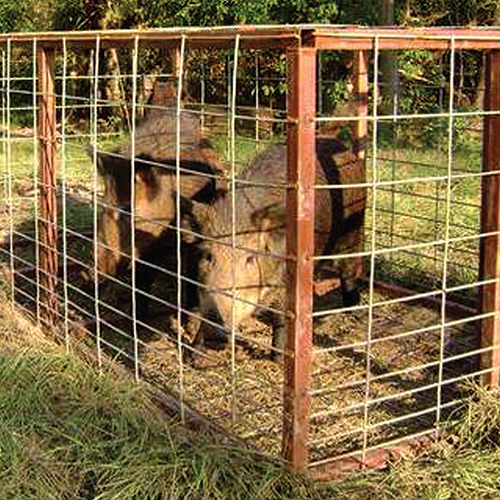 Box Traps for Feral Hogs | Publications | AgriLife Learn