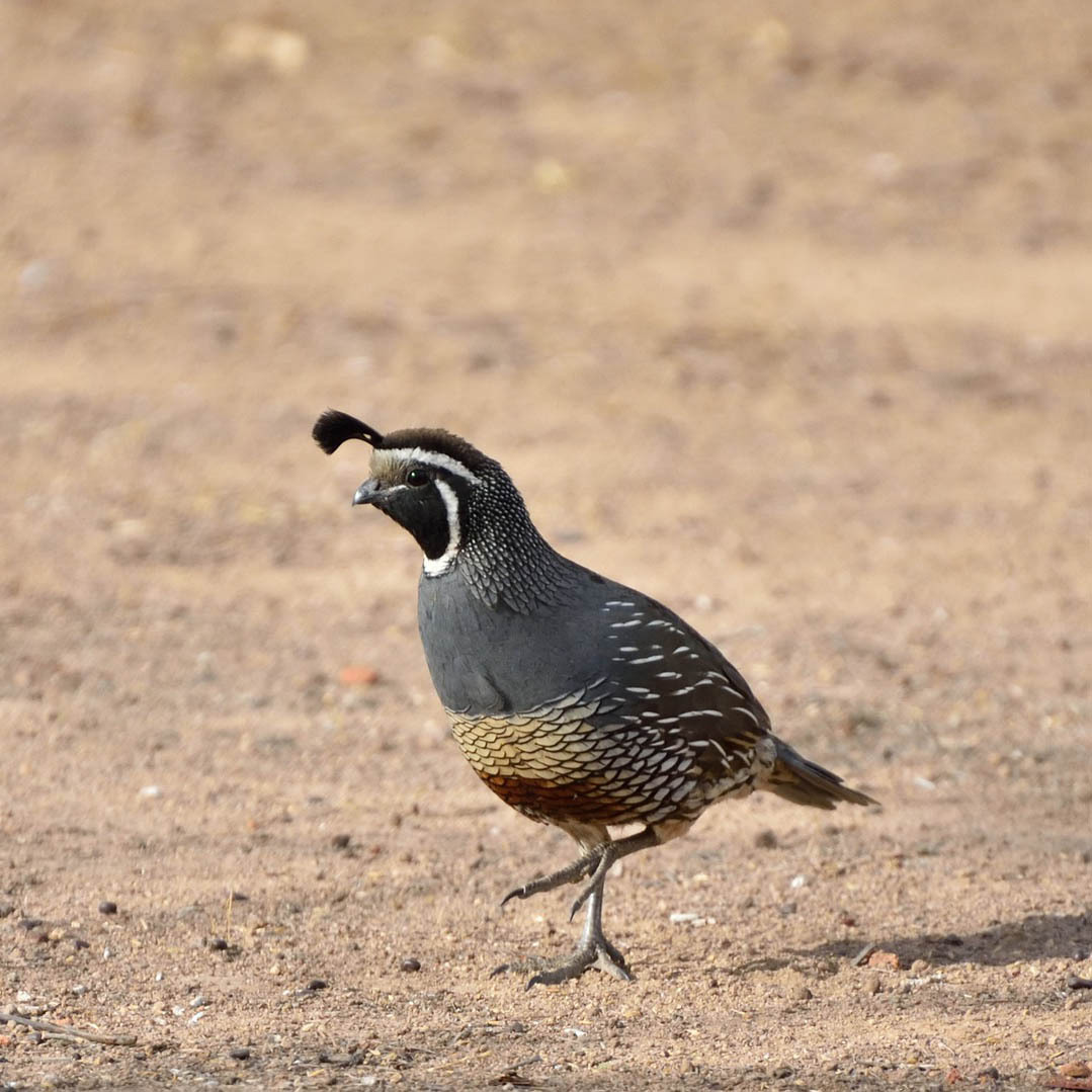 Habitat Monitoring for Quail on Texas Rangelands | Publications ...