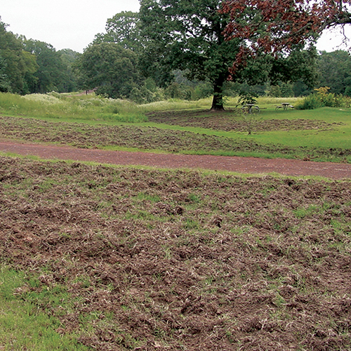 Recognizing Feral Hog Sign | Publications | AgriLife Learn