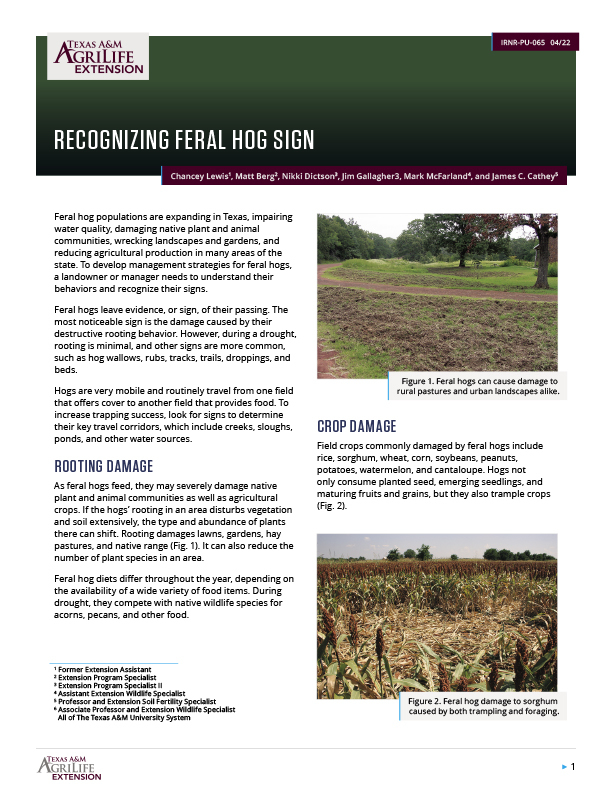 Recognizing Feral Hog Sign | Publications | AgriLife Learn