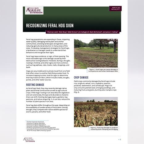 Recognizing Feral Hog Sign | Publications | AgriLife Learn