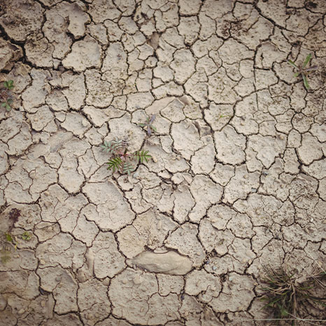 Saline and Sodic Soils | Courses | AgriLife Learn