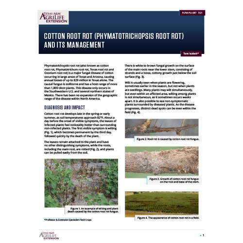 Cotton Root Rot (Phymatotrichopsis Root Rot) and its Management ...