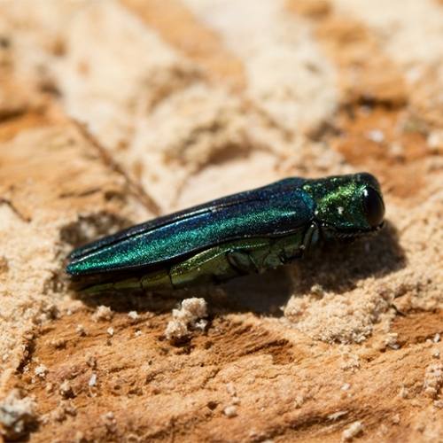 Emerald Ash Borer | Courses | AgriLife Learn