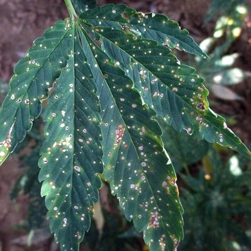 Hemp Diseases in Texas | Publications | AgriLife Learn