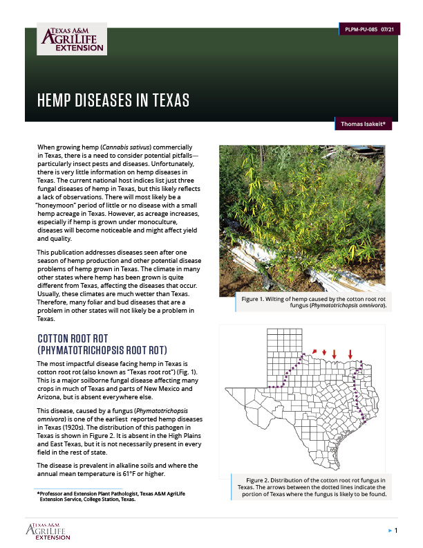 Hemp Diseases in Texas | Publications | AgriLife Learn