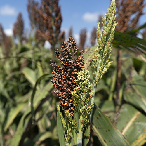 Sorghum Ergot: Distinguishing Sphacelia and Sclerotia of Claviceps ...