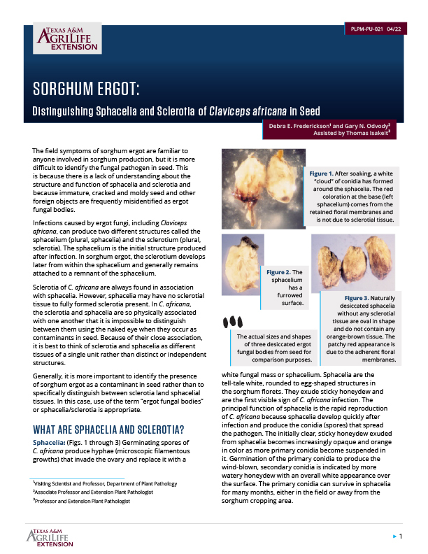 Sorghum Ergot: Distinguishing Sphacelia and Sclerotia of Claviceps ...