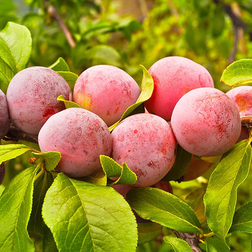 Plum Pox Virus: A Threat to Texas? | Publications | AgriLife Learn