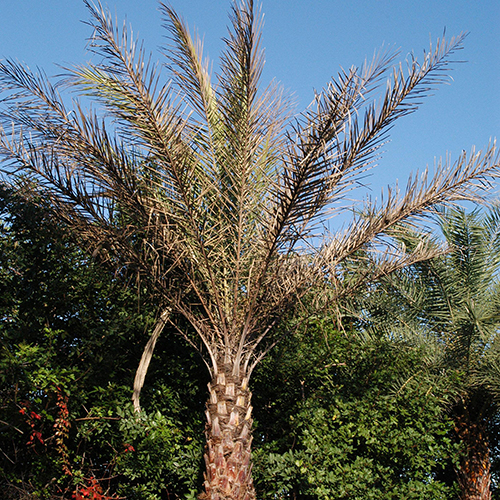 Lethal Bronzing in Palm | Publications | AgriLife Learn