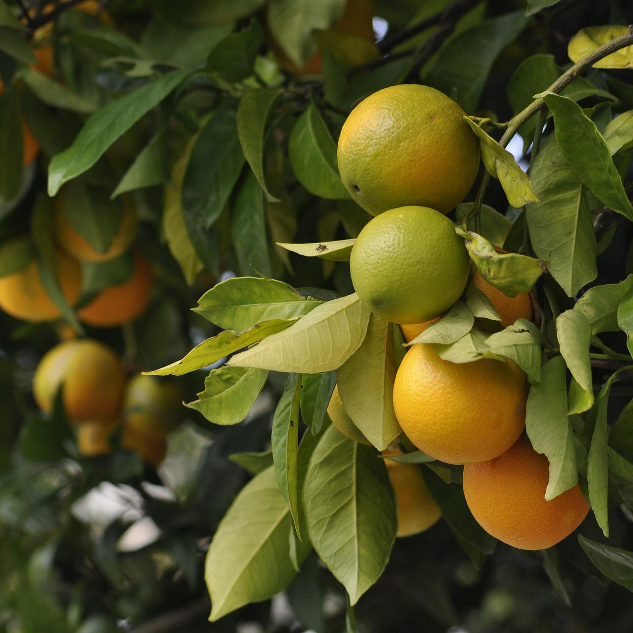 Citrus Canker | Publications | AgriLife Learn