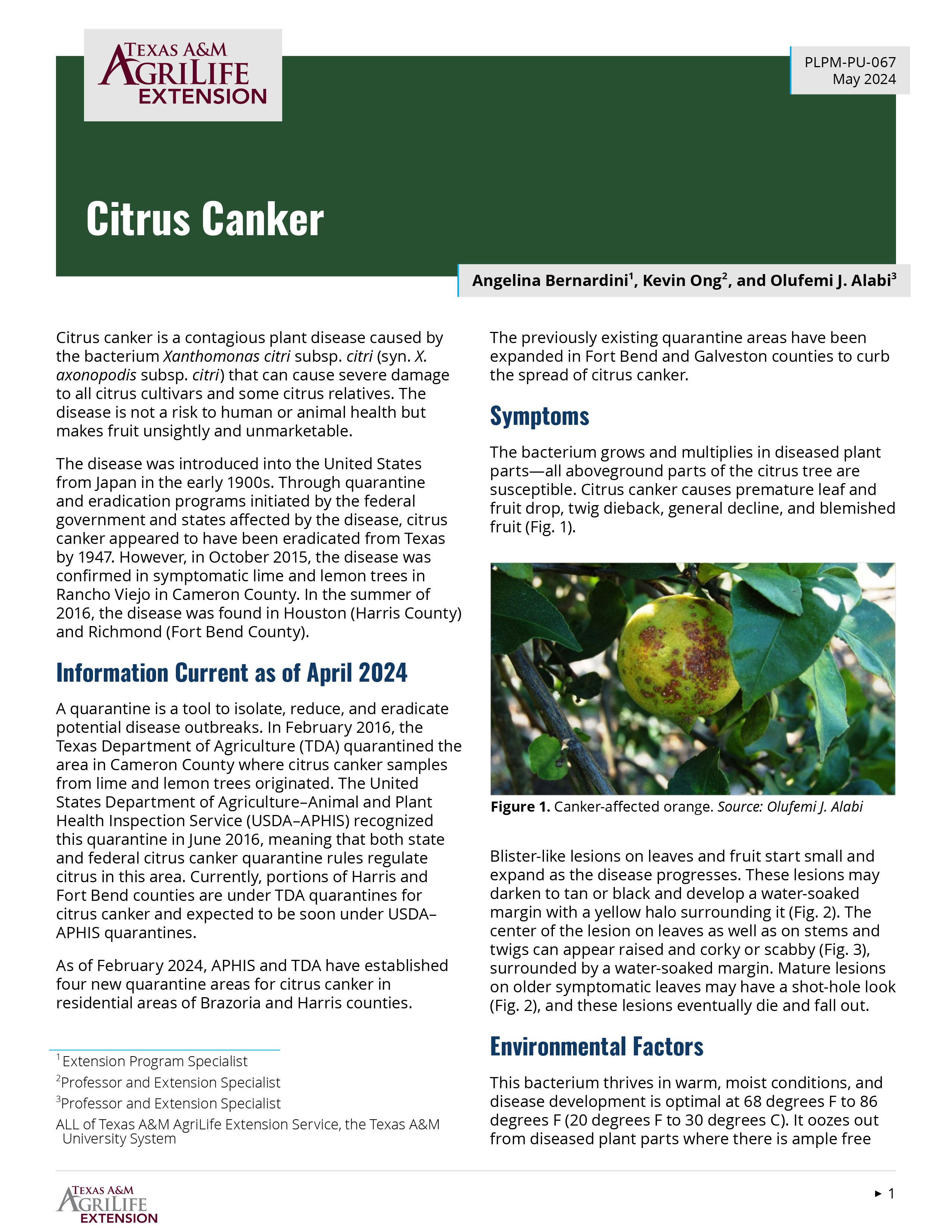 Citrus Canker | Publications | AgriLife Learn