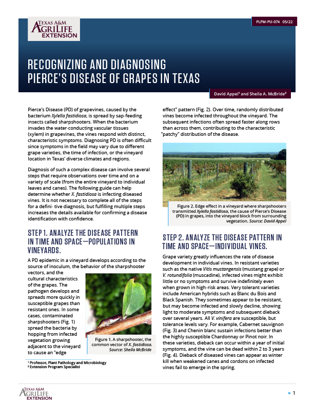 Recognizing and Diagnosing Pierce's Disease of Grapes in Texas | Publications | AgriLife Learn