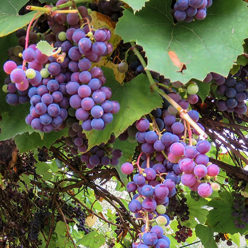 Recognizing and Diagnosing Pierce's Disease of Grapes in Texas ...