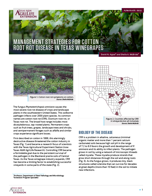 Management Strategies for Cotton Root Rot Disease in Texas Winegrapes ...